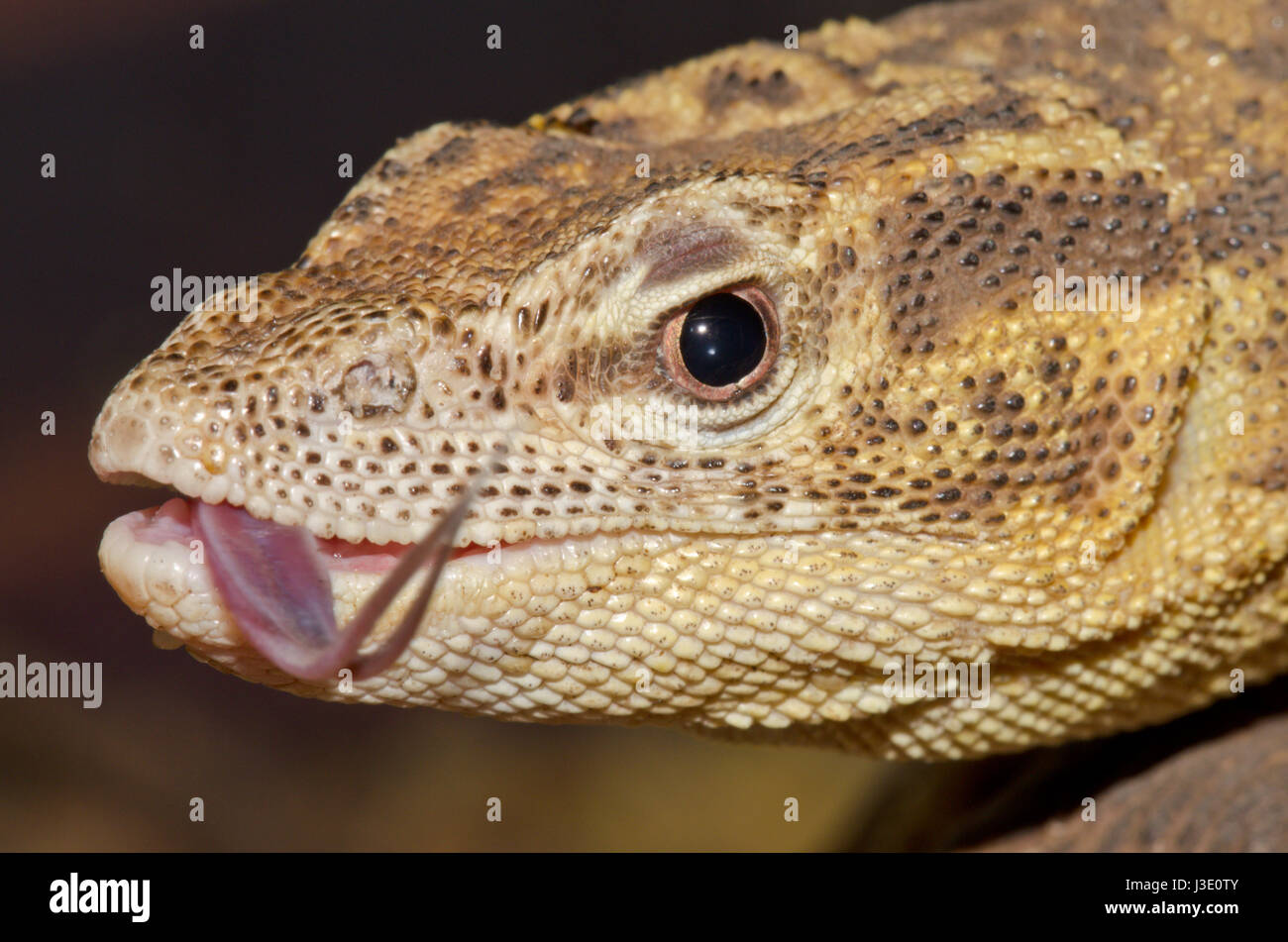 Leiter der Stacheligen-tailed Waran (Varanus acanthurus Stockfotografie ...
