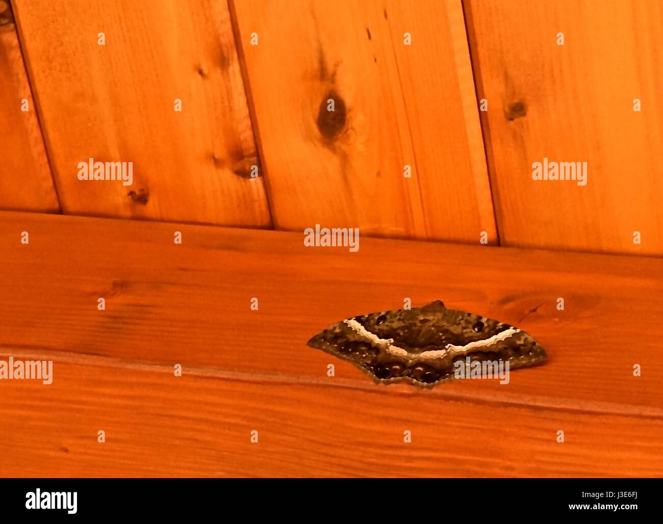 Schwarze motte -Fotos und -Bildmaterial in hoher Auflösung – Alamy