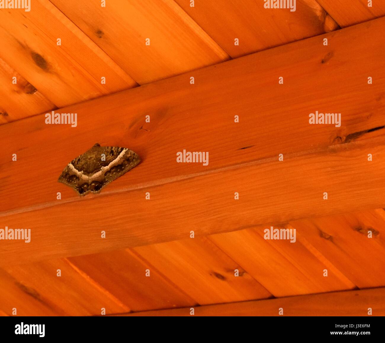 Graue elfenbeinmarkierungen -Fotos und -Bildmaterial in hoher Auflösung ...