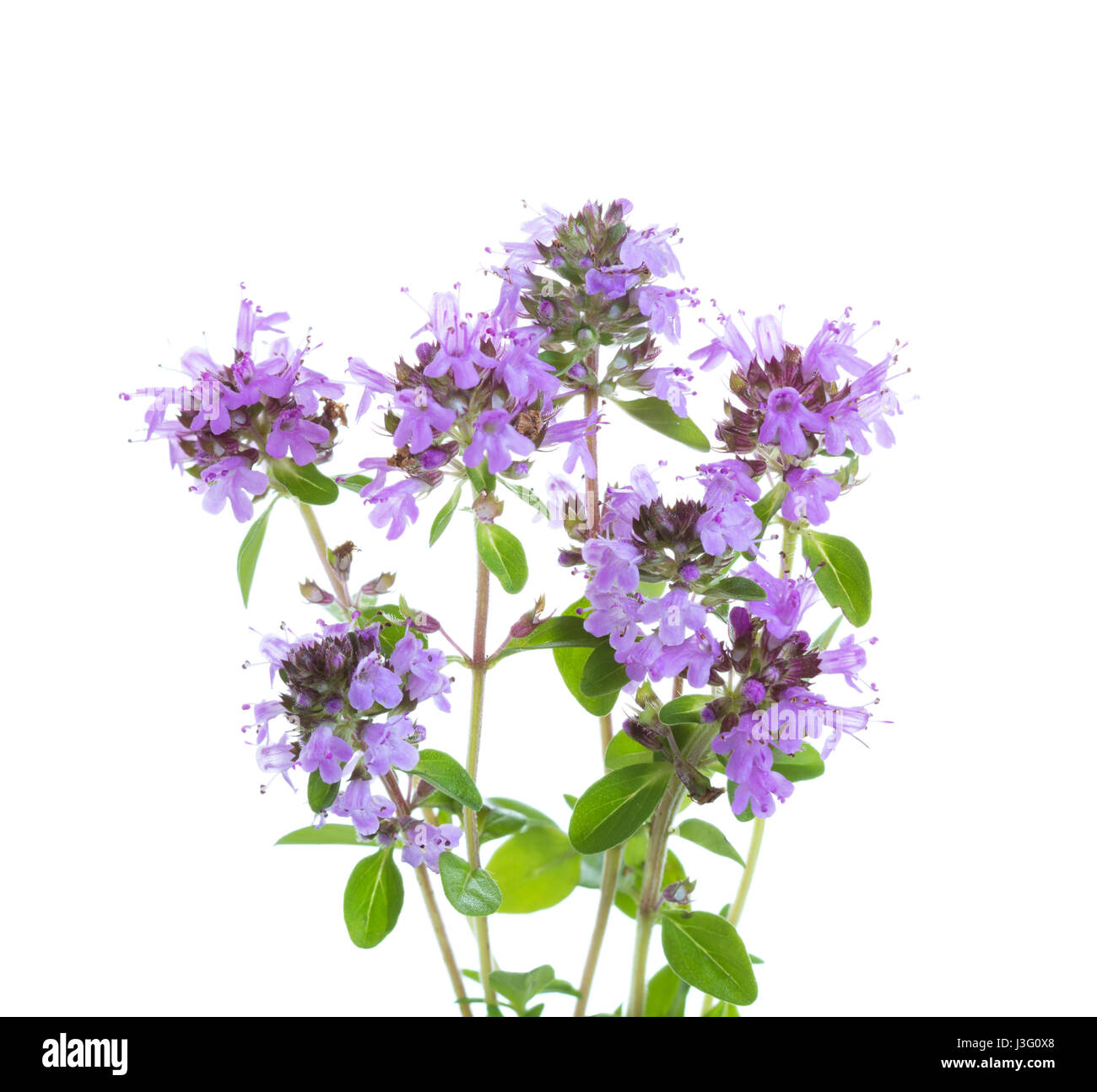 Wild thyme thymus serpyllum -Fotos und -Bildmaterial in hoher Auflösung ...