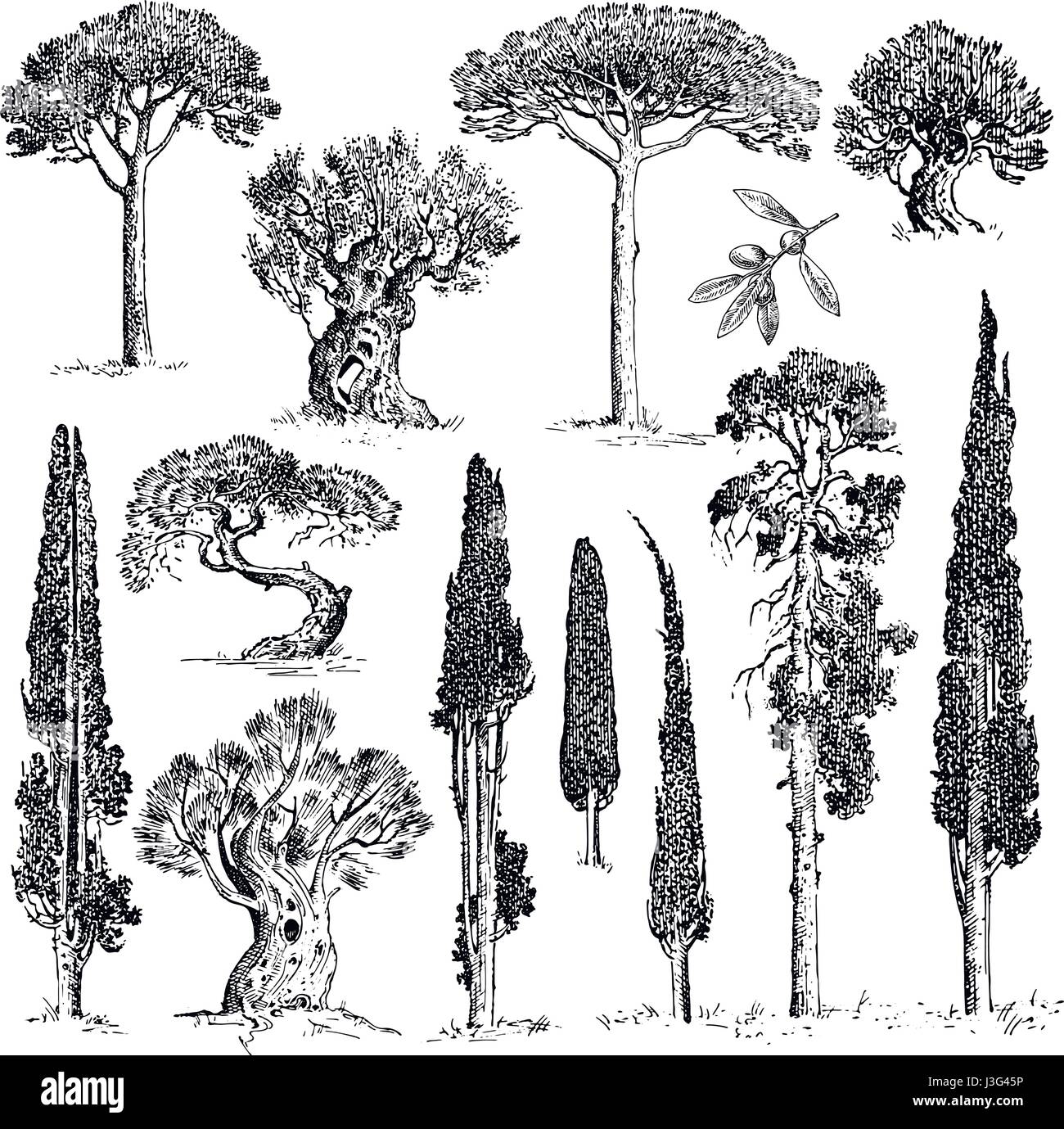 große Reihe von gravierten, handgezeichnete Bäume enthalten Pinien ...