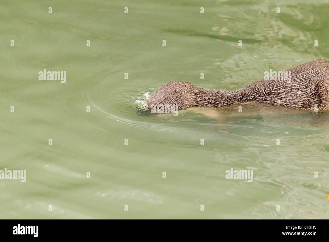 River otter babies -Fotos und -Bildmaterial in hoher Auflösung – Alamy