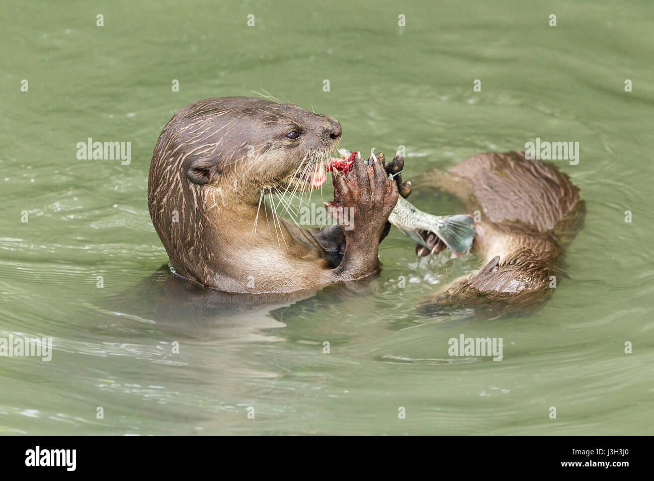 River otter babies -Fotos und -Bildmaterial in hoher Auflösung – Alamy
