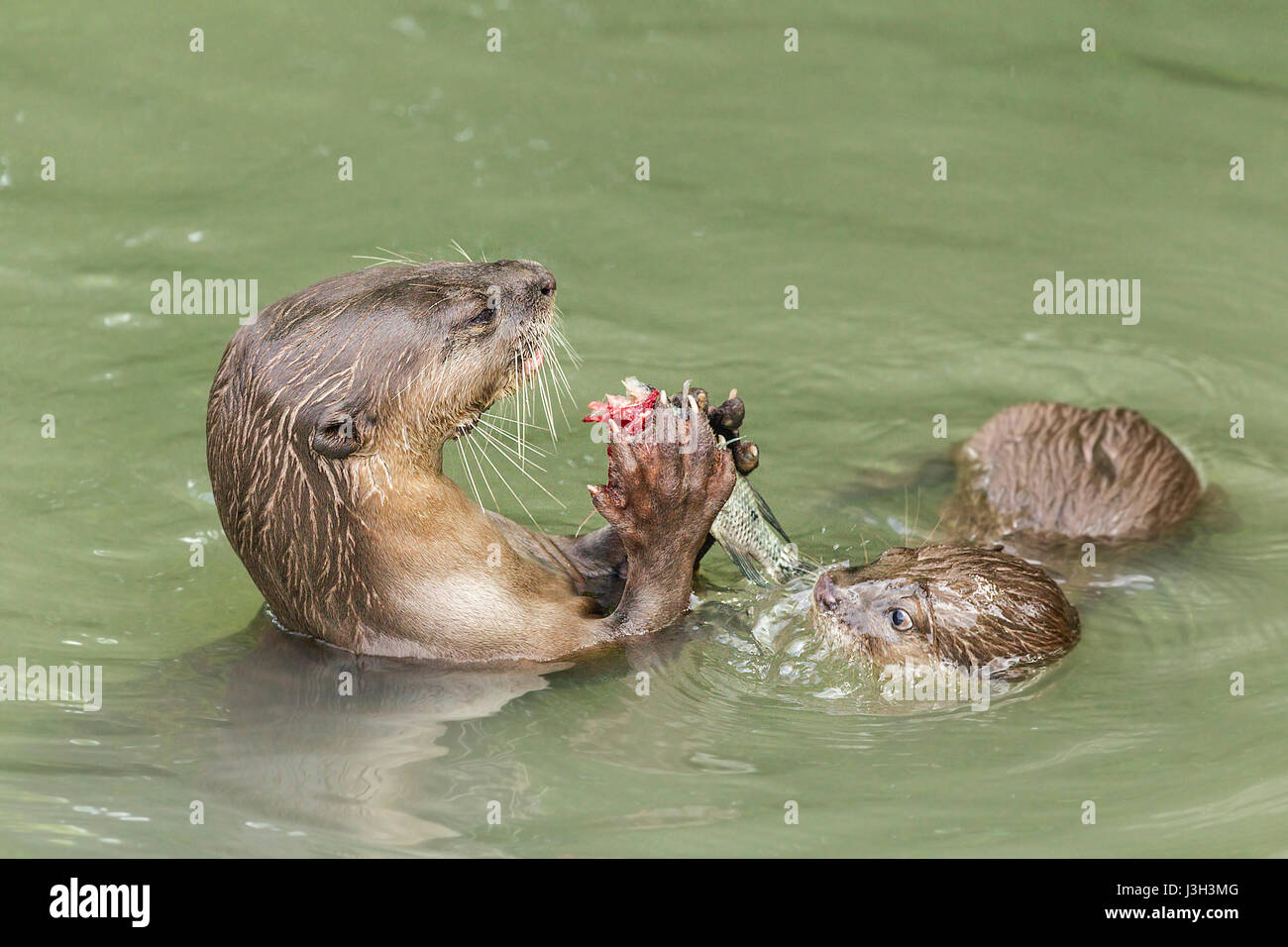 River otter babies -Fotos und -Bildmaterial in hoher Auflösung – Alamy