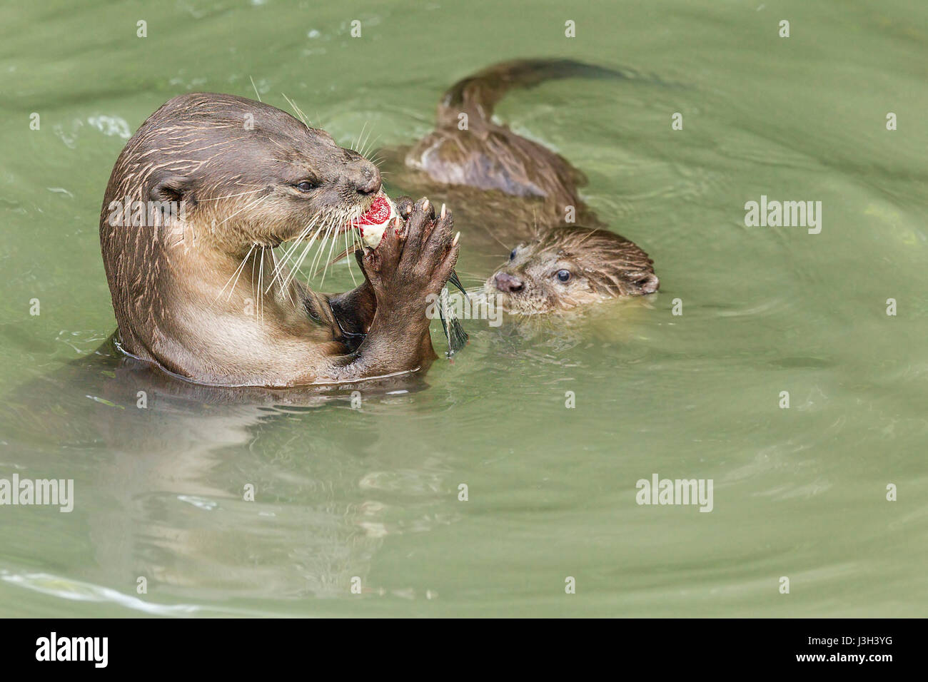 River otter babies -Fotos und -Bildmaterial in hoher Auflösung – Alamy