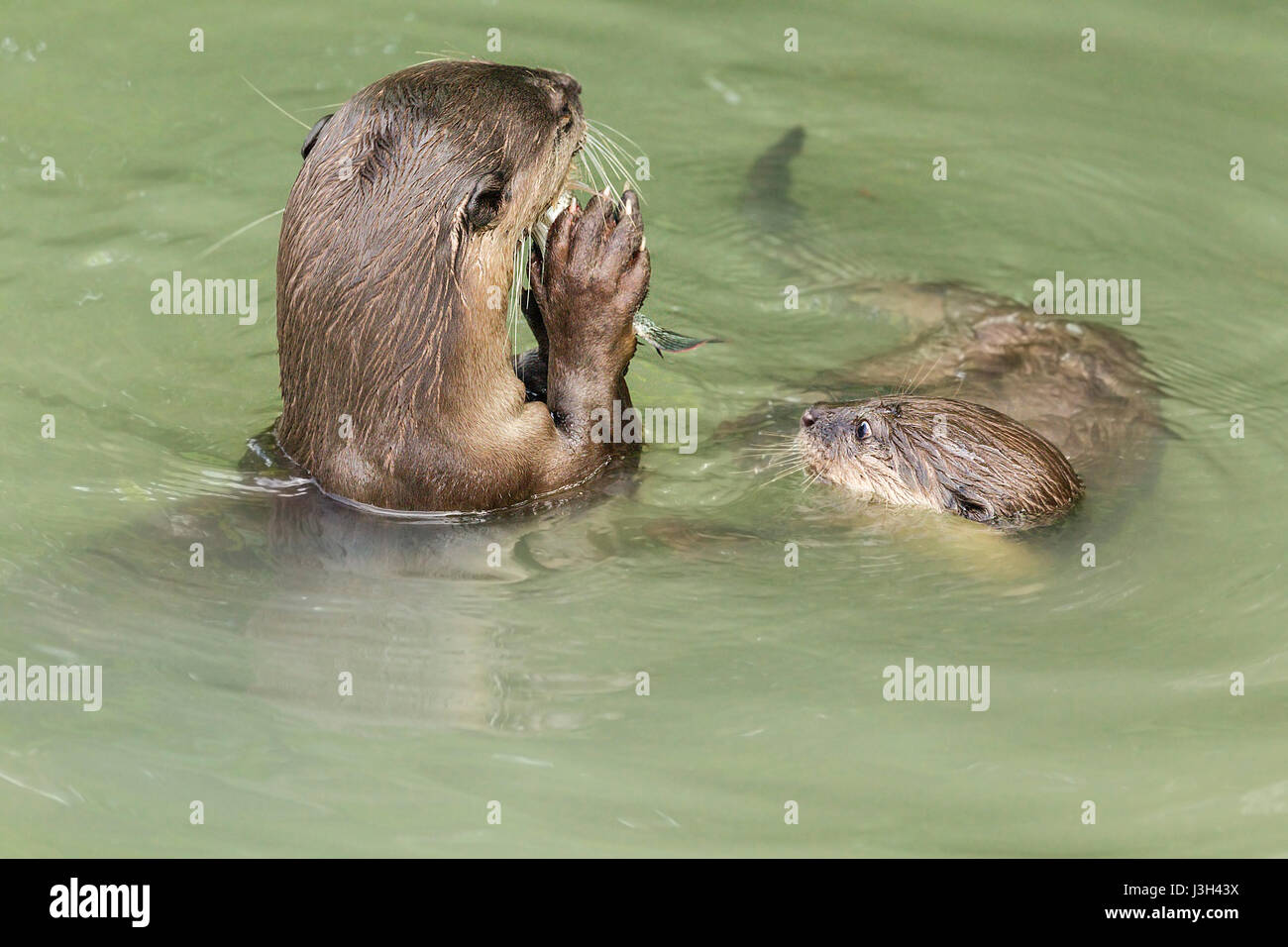 River otter babies -Fotos und -Bildmaterial in hoher Auflösung – Alamy