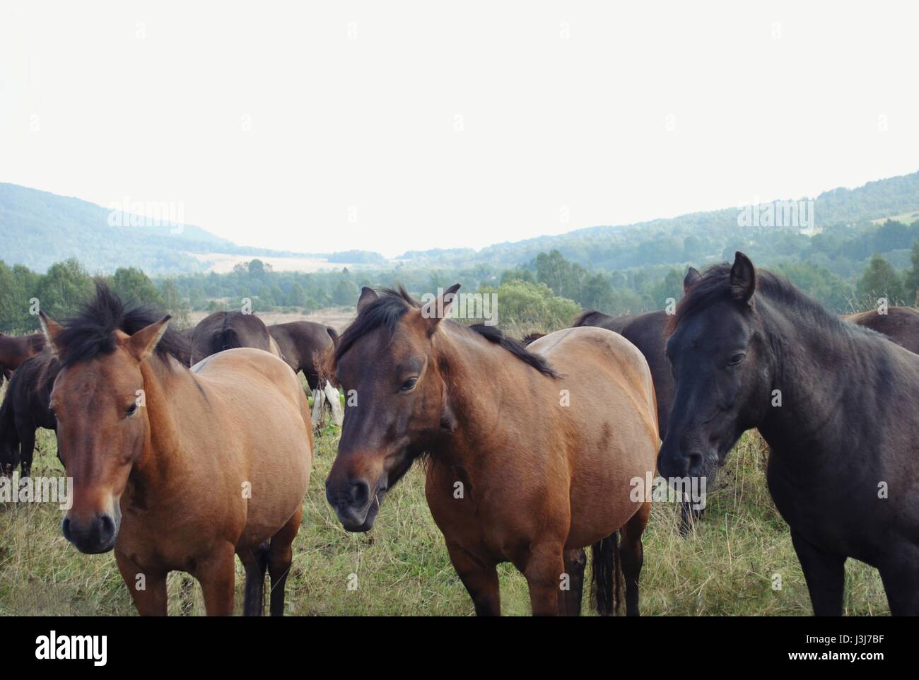 Tiere der berge -Fotos und -Bildmaterial in hoher Auflösung – Alamy
