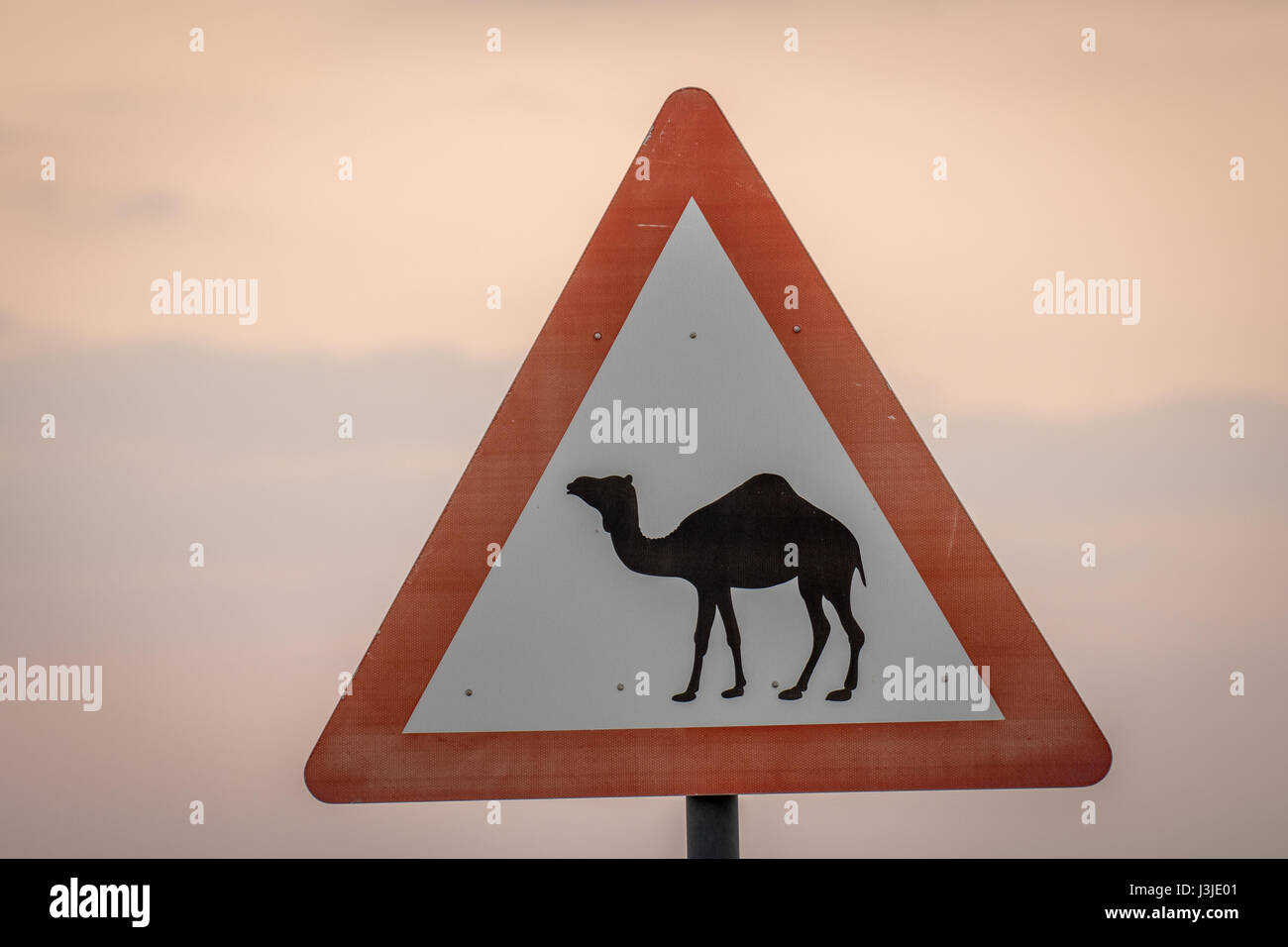Camel Crossing Sign Stockfotos und -bilder Kaufen - Alamy