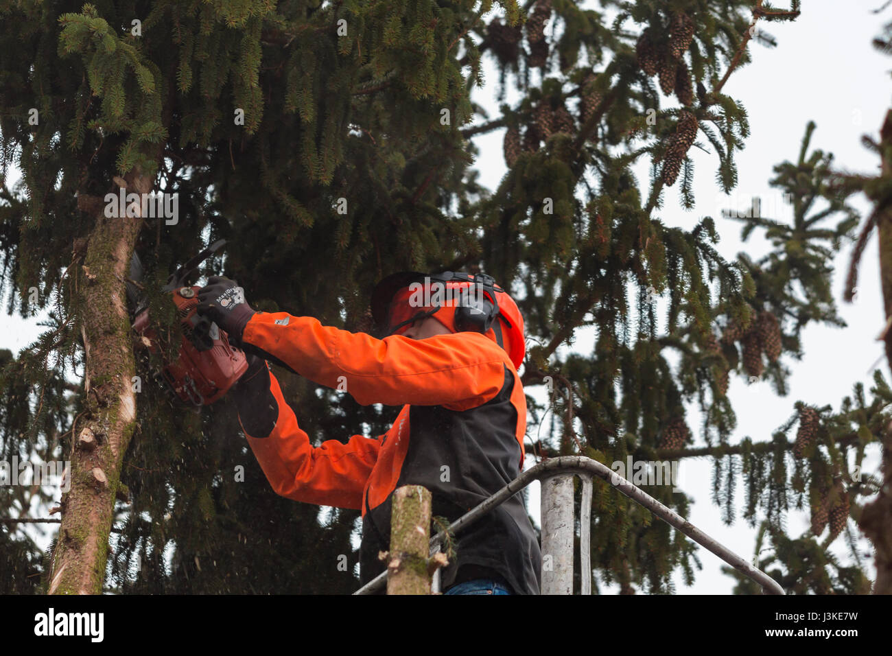 Holzfäller-schneiden-Baum mit einer Motorsäge Stockfotografie - Alamy