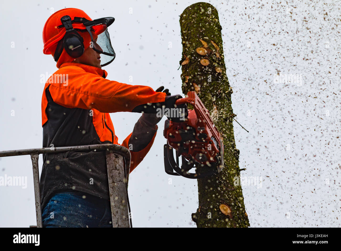 Holzfäller-schneiden-Baum mit einer Motorsäge Stockfotografie - Alamy