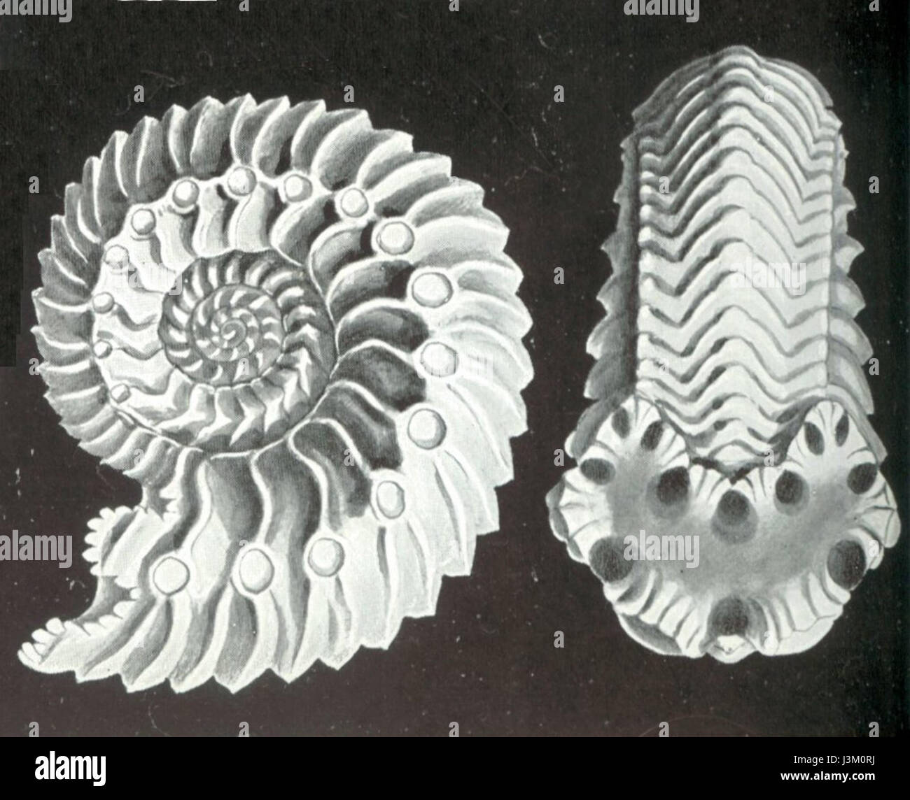 Cardioceras cordatum -Fotos und -Bildmaterial in hoher Auflösung – Alamy