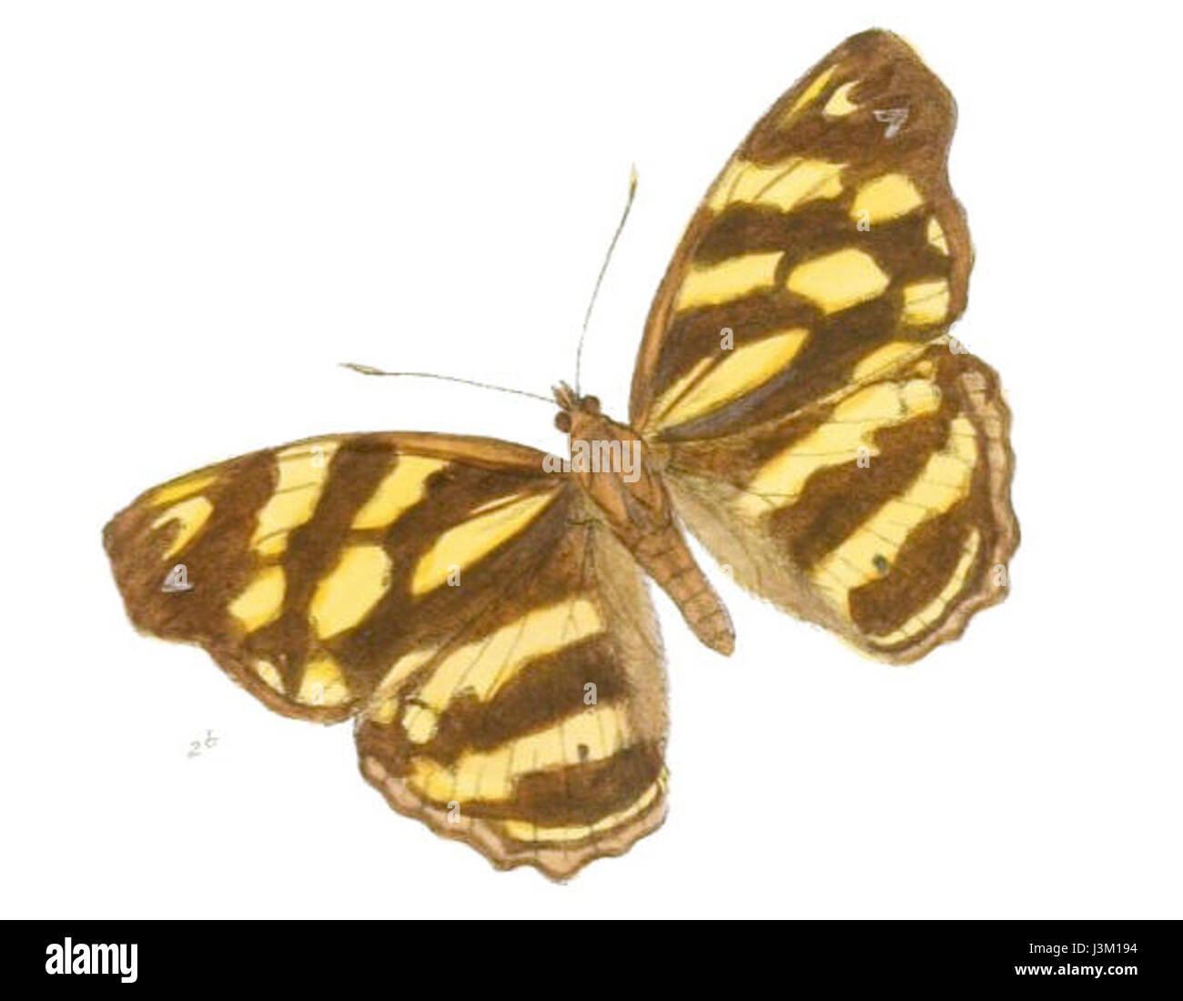 Herona marathus ist eine Vogelart, die wahrscheinlich zur Familie der ...