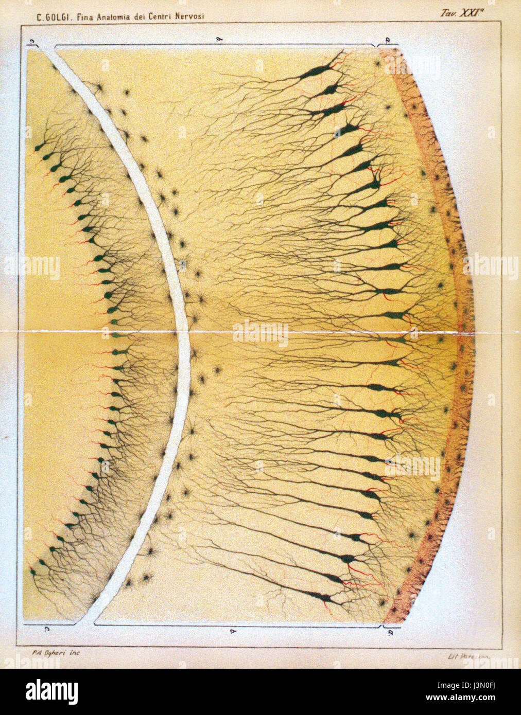 Golgi methode -Fotos und -Bildmaterial in hoher Auflösung – Alamy