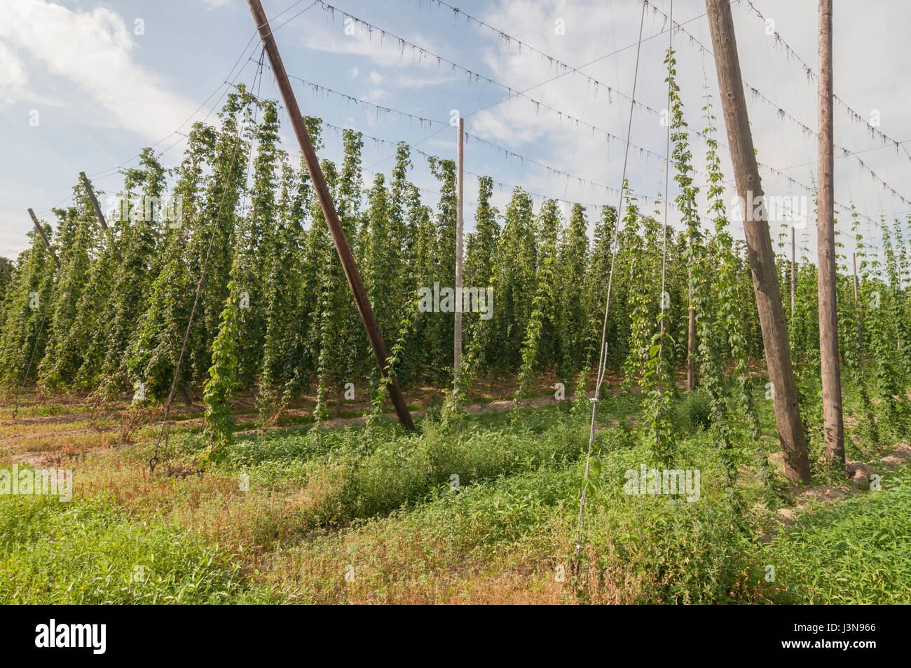Hallertau region -Fotos und -Bildmaterial in hoher Auflösung – Alamy