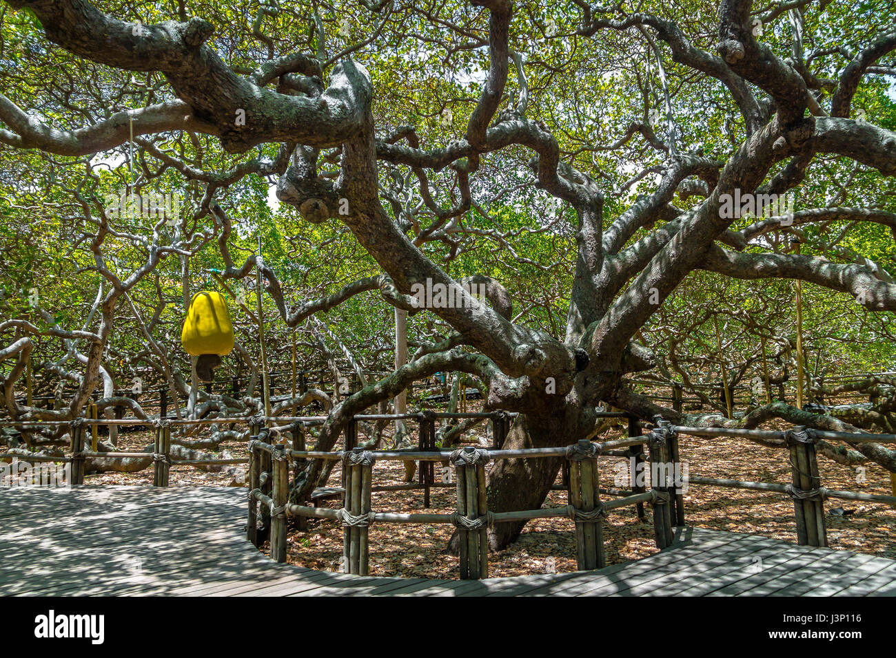 Weltweit größten Cashew-Baum - Pirangi, Rio Grande do Norte, Brasilien ...