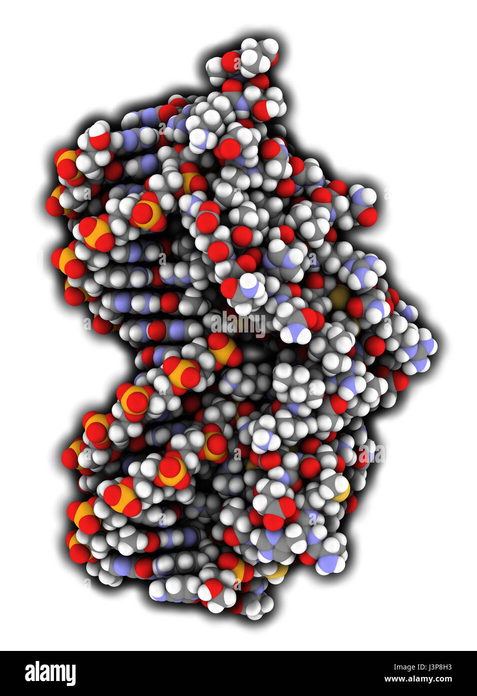 Glukokortikoid-Rezeptors, DNA-bindende Domäne gebunden zu einem DNA ...