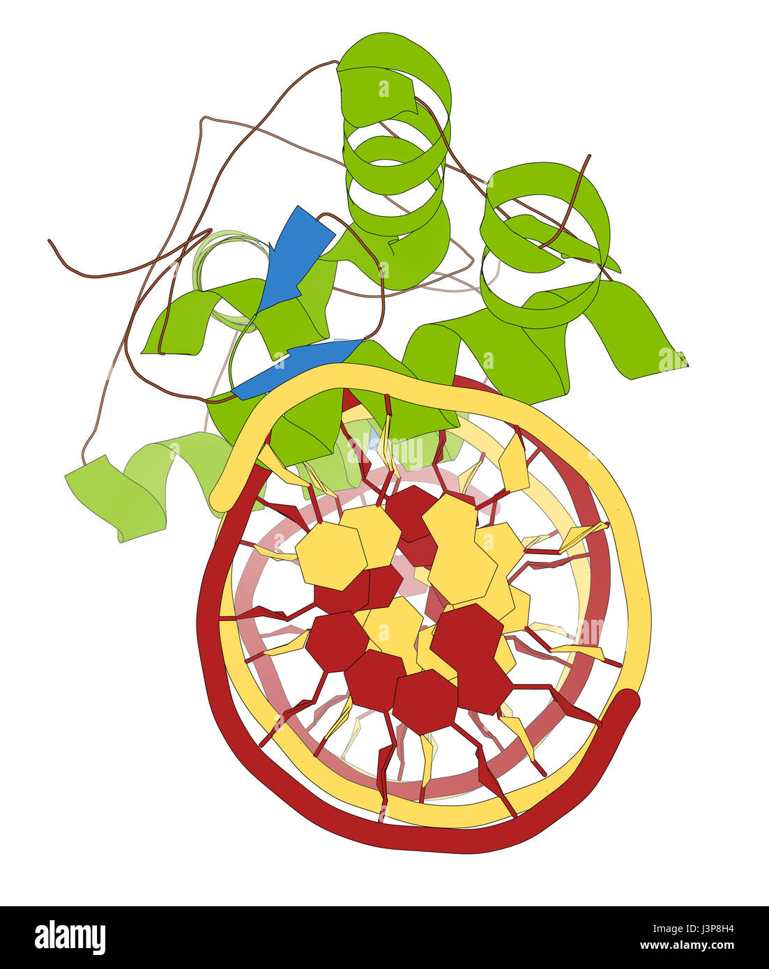 Beta blatt -Fotos und -Bildmaterial in hoher Auflösung – Alamy