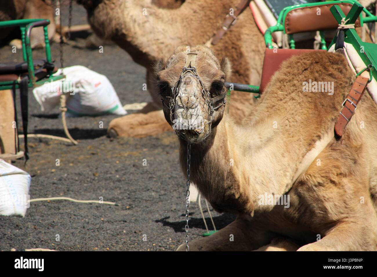 Camel sitting -Fotos und -Bildmaterial in hoher Auflösung – Alamy