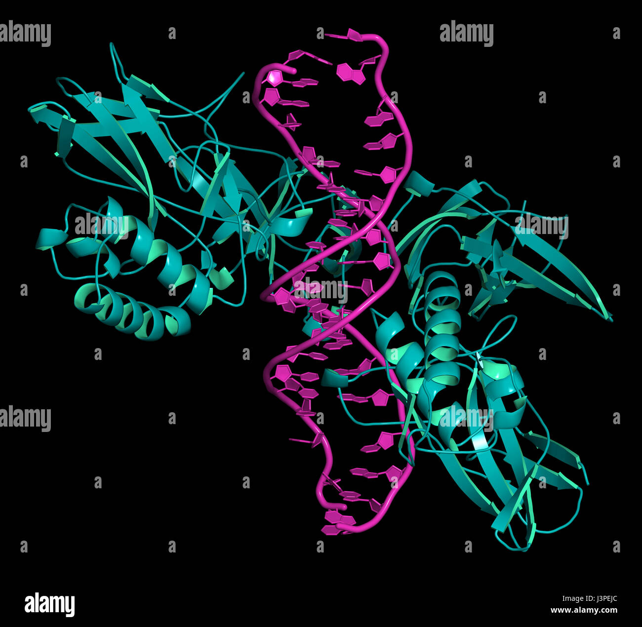 NF-κB (nuclear Factor Kappa-Licht-Kette-Enhancer der aktivierten B ...