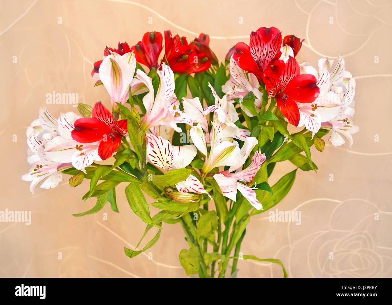 Rote alstromerien -Fotos und -Bildmaterial in hoher Auflösung – Alamy