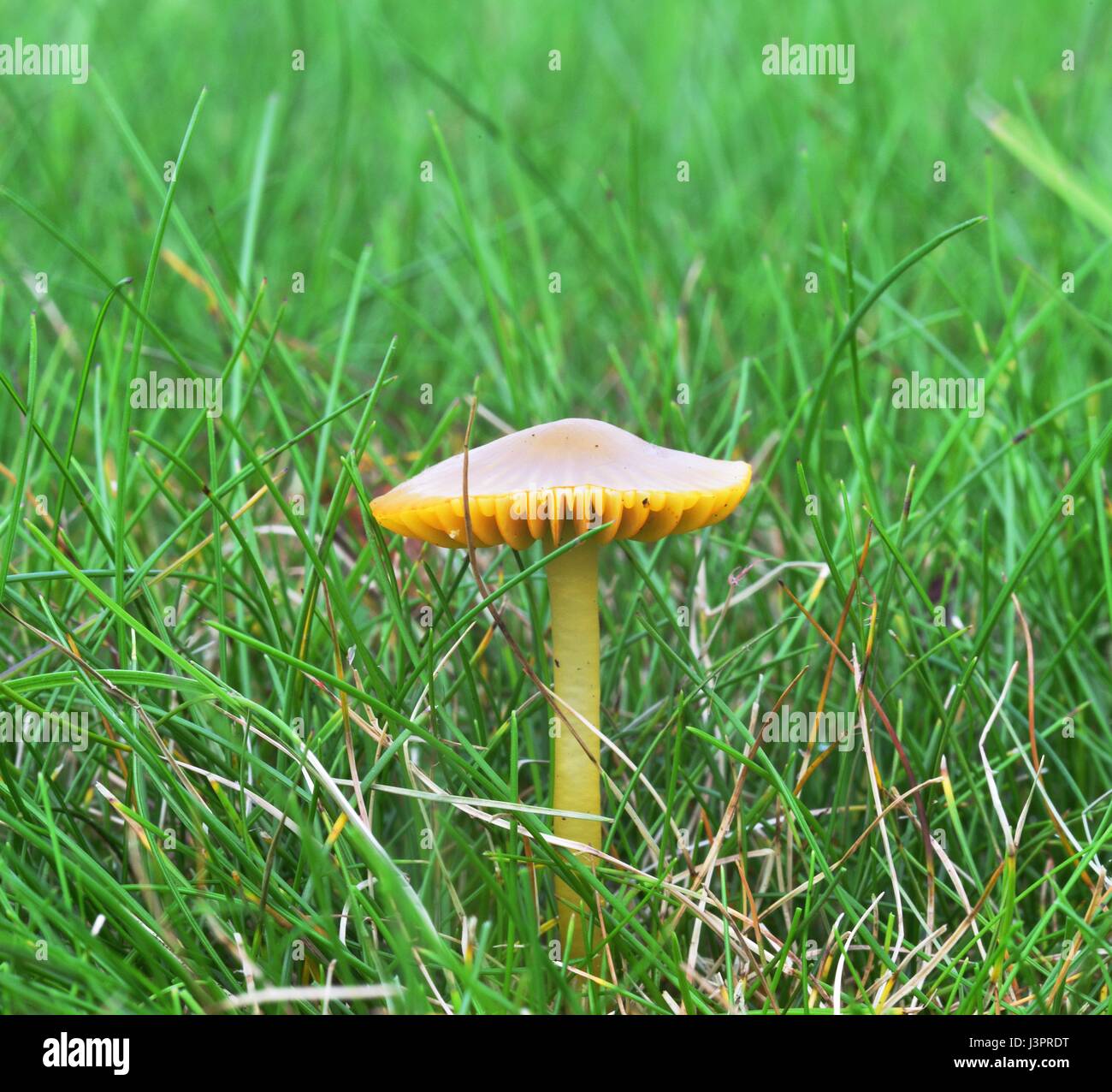 Pilze Im Rasen Stockfotos und -bilder Kaufen - Alamy