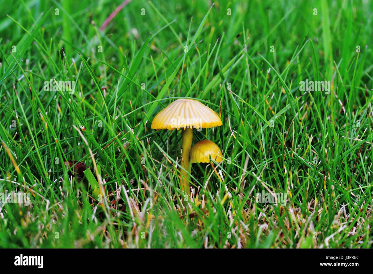 Pilze Im Rasen Stockfotos und -bilder Kaufen - Alamy