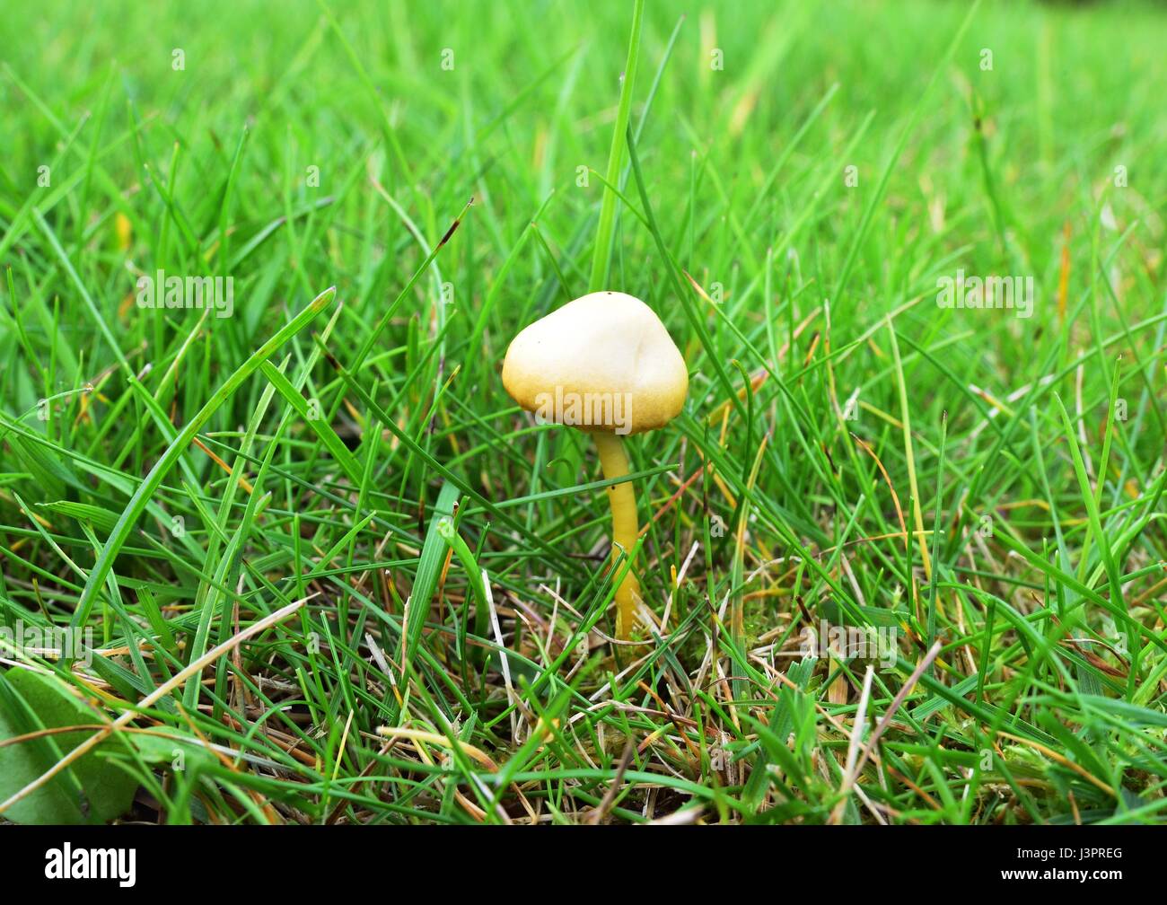 Pilze Im Rasen Stockfotos und -bilder Kaufen - Alamy