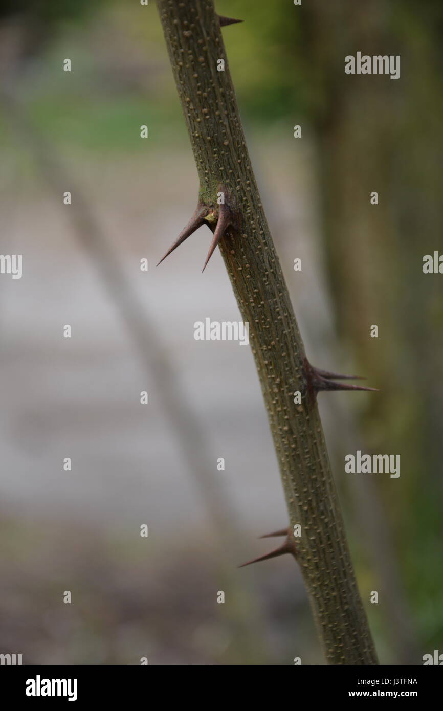 Robinie pseudoacacia baum Stockfotos und -bilder Kaufen - Seite 3 - Alamy