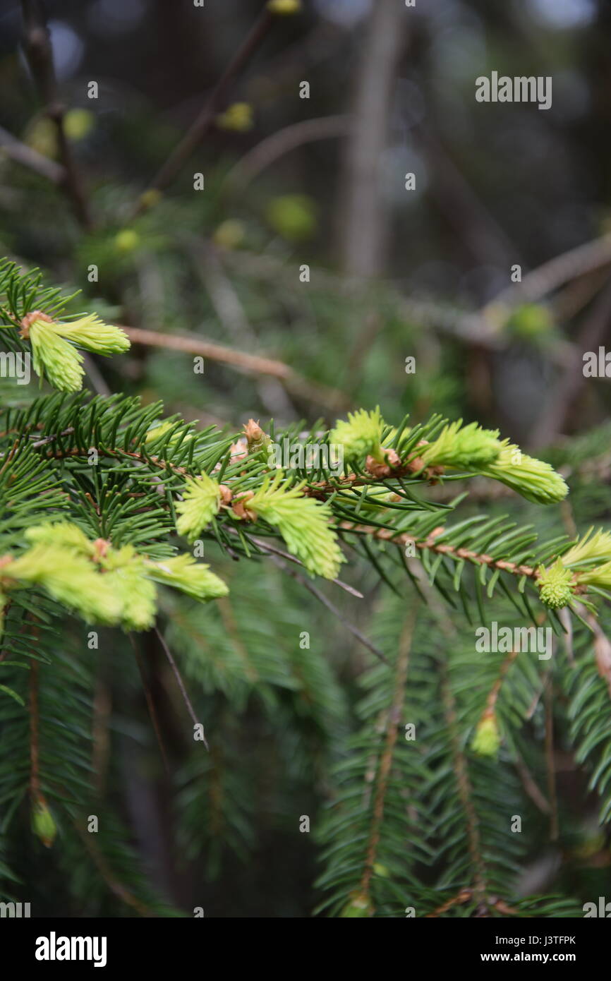 Fichten nahaufnahme -Fotos und -Bildmaterial in hoher Auflösung – Alamy