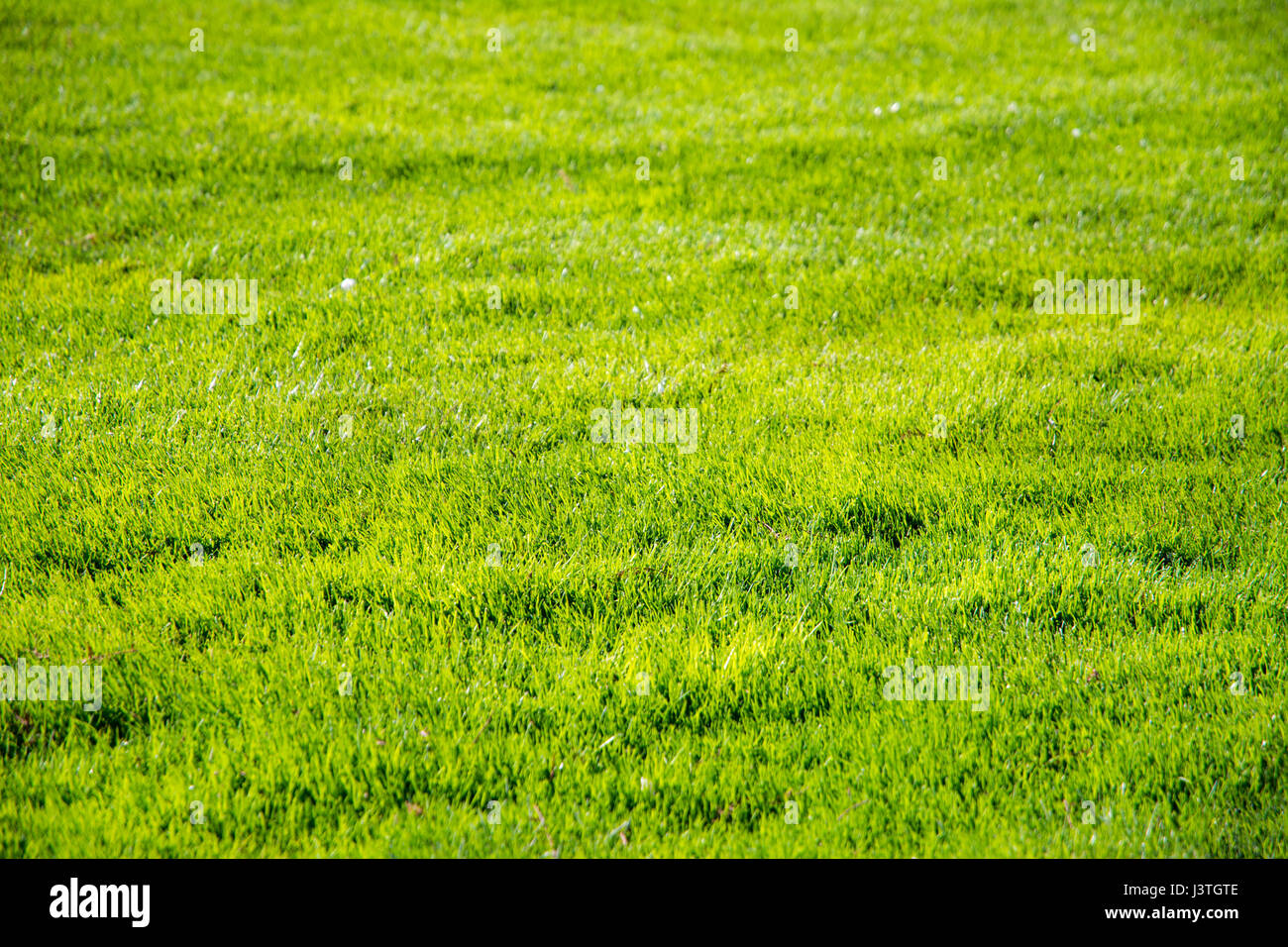 Grüne Gras Hintergrund einer Short Cut golf Rasen Stockfotografie - Alamy