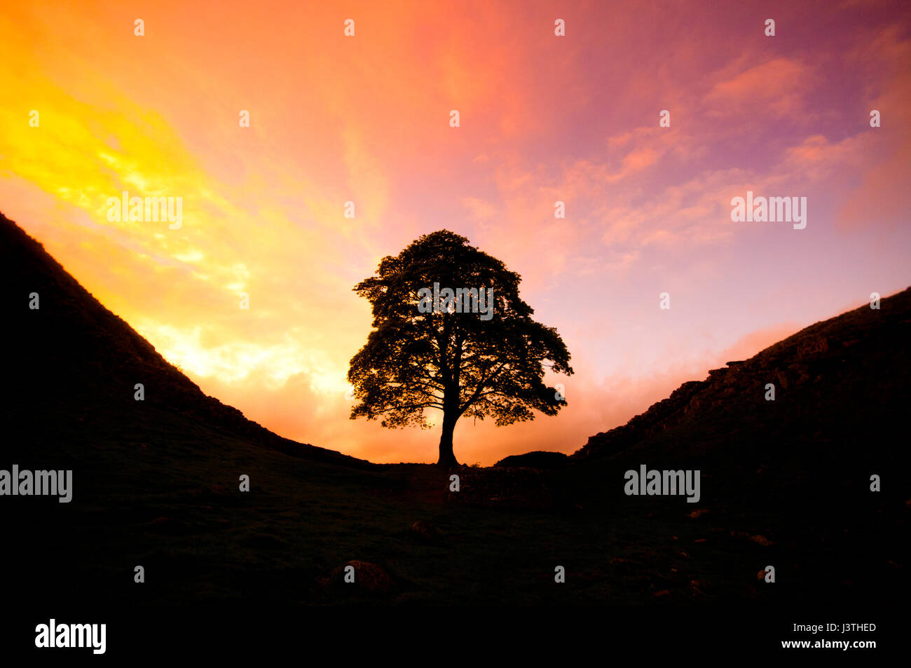Sycamore Gap (Robin Hood Baum) am Hadrianswall war bekannt geworden ...