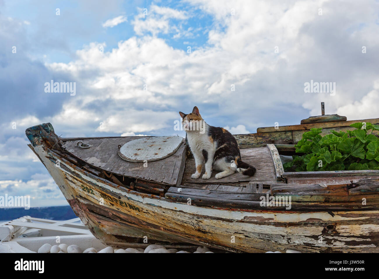 Clever cat -Fotos und -Bildmaterial in hoher Auflösung – Alamy