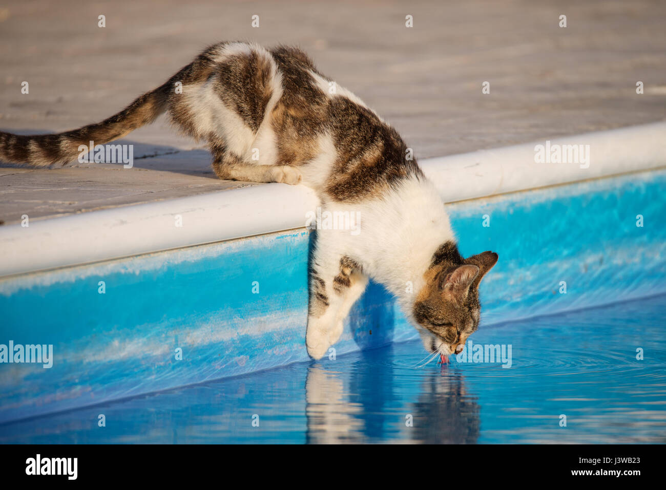 Kitty pool -Fotos und -Bildmaterial in hoher Auflösung – Alamy
