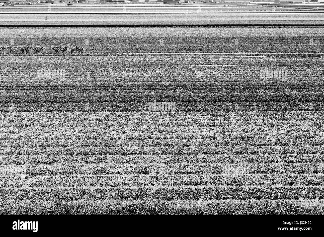 High contrast black white plant Schwarzweiß-Stockfotos und -bilder ...