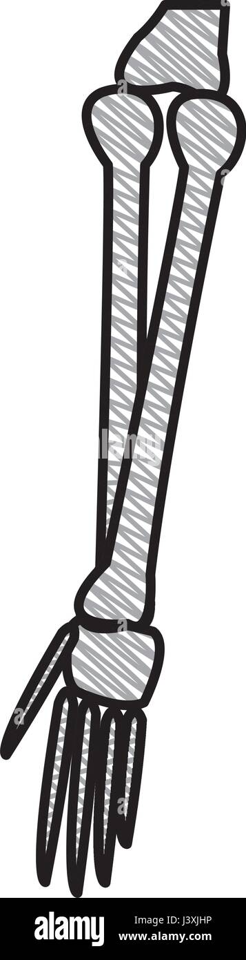 Zeichnung Knochen Arm menschlichen Anatomie gesund Stock-Vektorgrafik ...