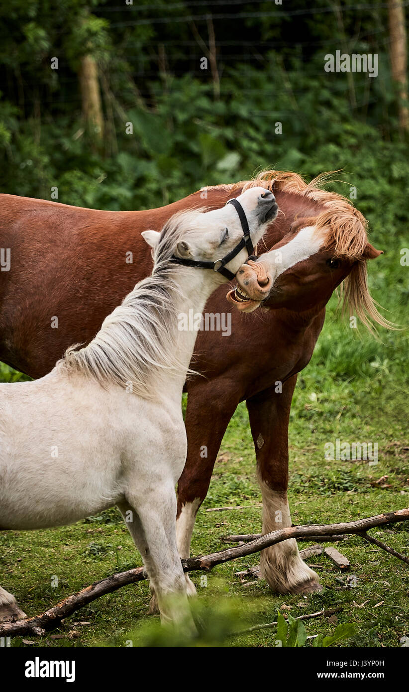 Herumtollen von pferden -Fotos und -Bildmaterial in hoher Auflösung – Alamy