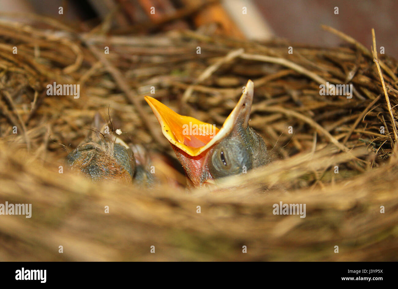 Amsel im nest -Fotos und -Bildmaterial in hoher Auflösung – Alamy