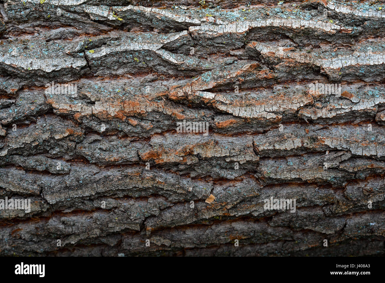 schöne natürliche Struktur der Rinde Holzbohle Verwendung als Natur ...