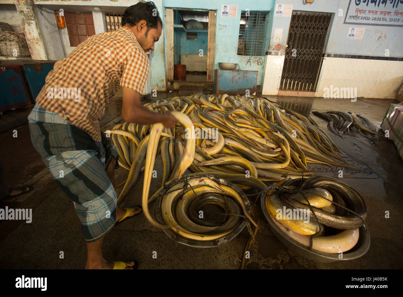 Bain fisch -Fotos und -Bildmaterial in hoher Auflösung – Alamy