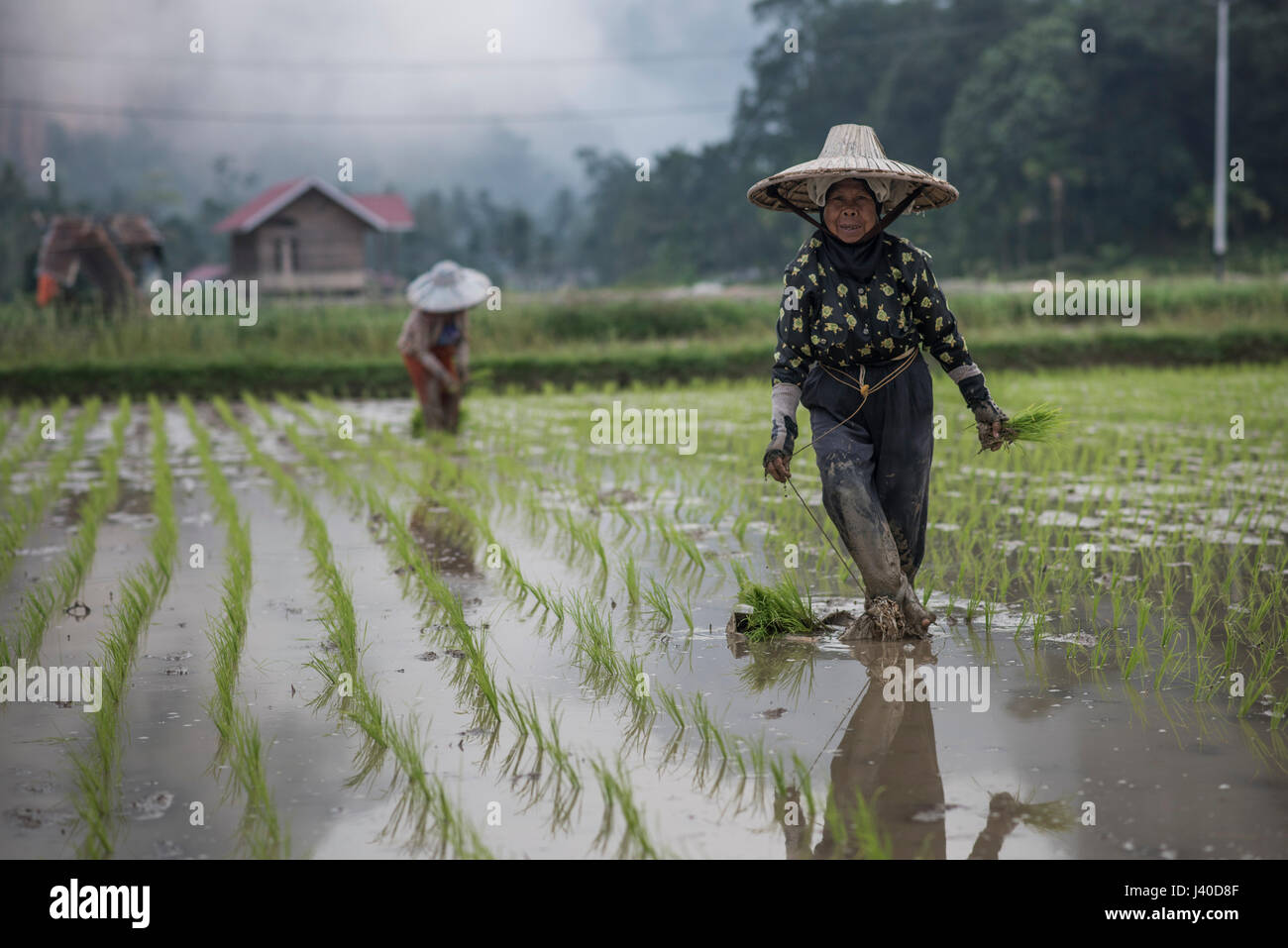 Reis Feld Arbeiter Stockfotos und -bilder Kaufen - Alamy