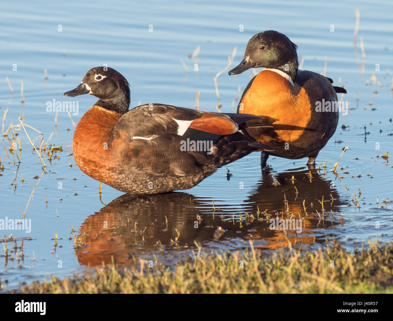 Australian Shelduck Tadorna Tadornoides Stockfotos und -bilder Kaufen ...