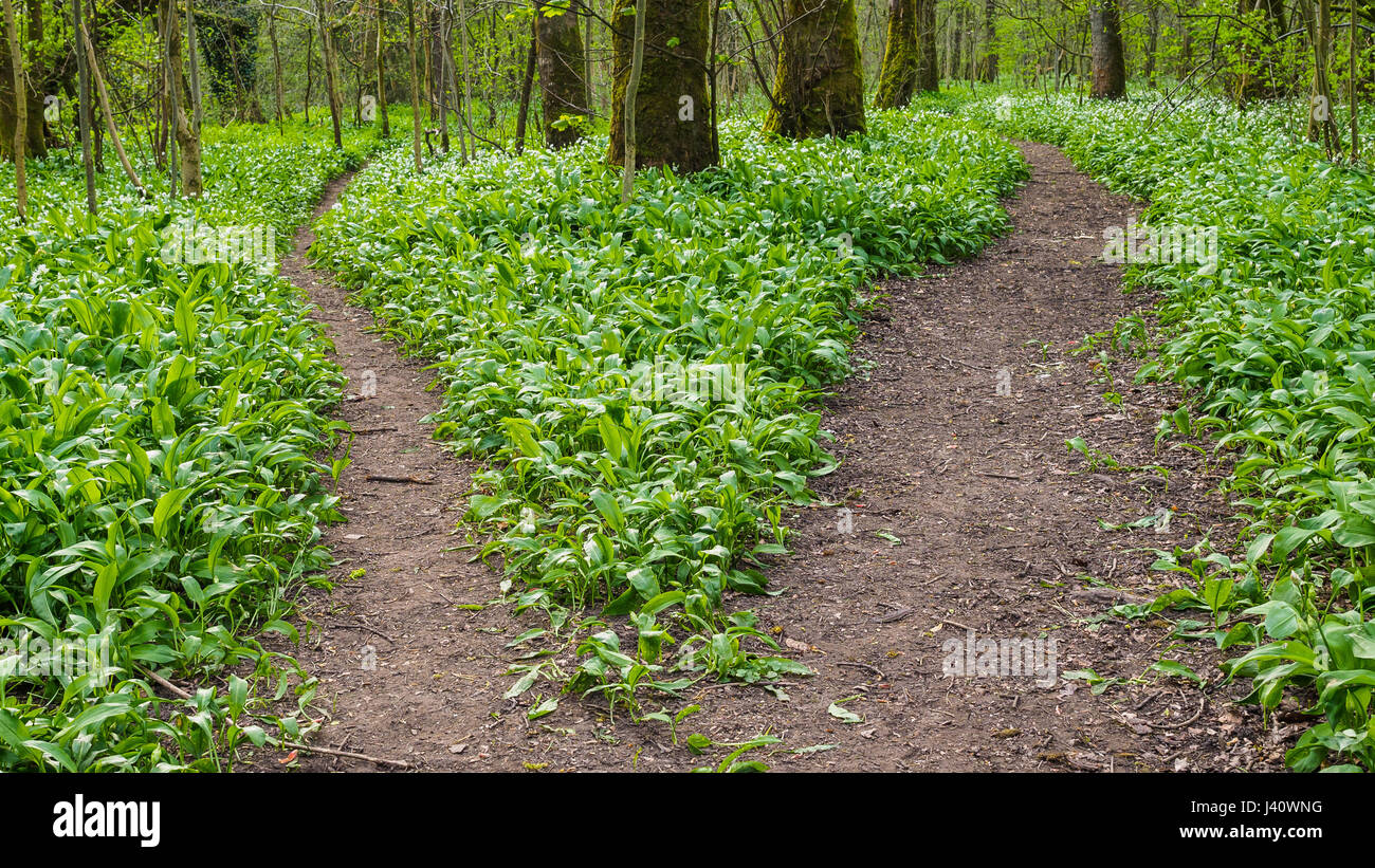 Unterschiedliche Wege im Wald, die weniger ausgetretenen Pfad oder dem ...