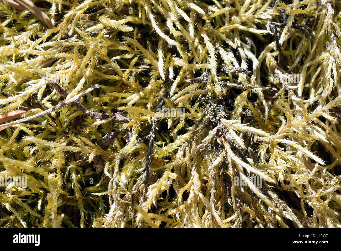 Moosiges muster -Fotos und -Bildmaterial in hoher Auflösung – Alamy