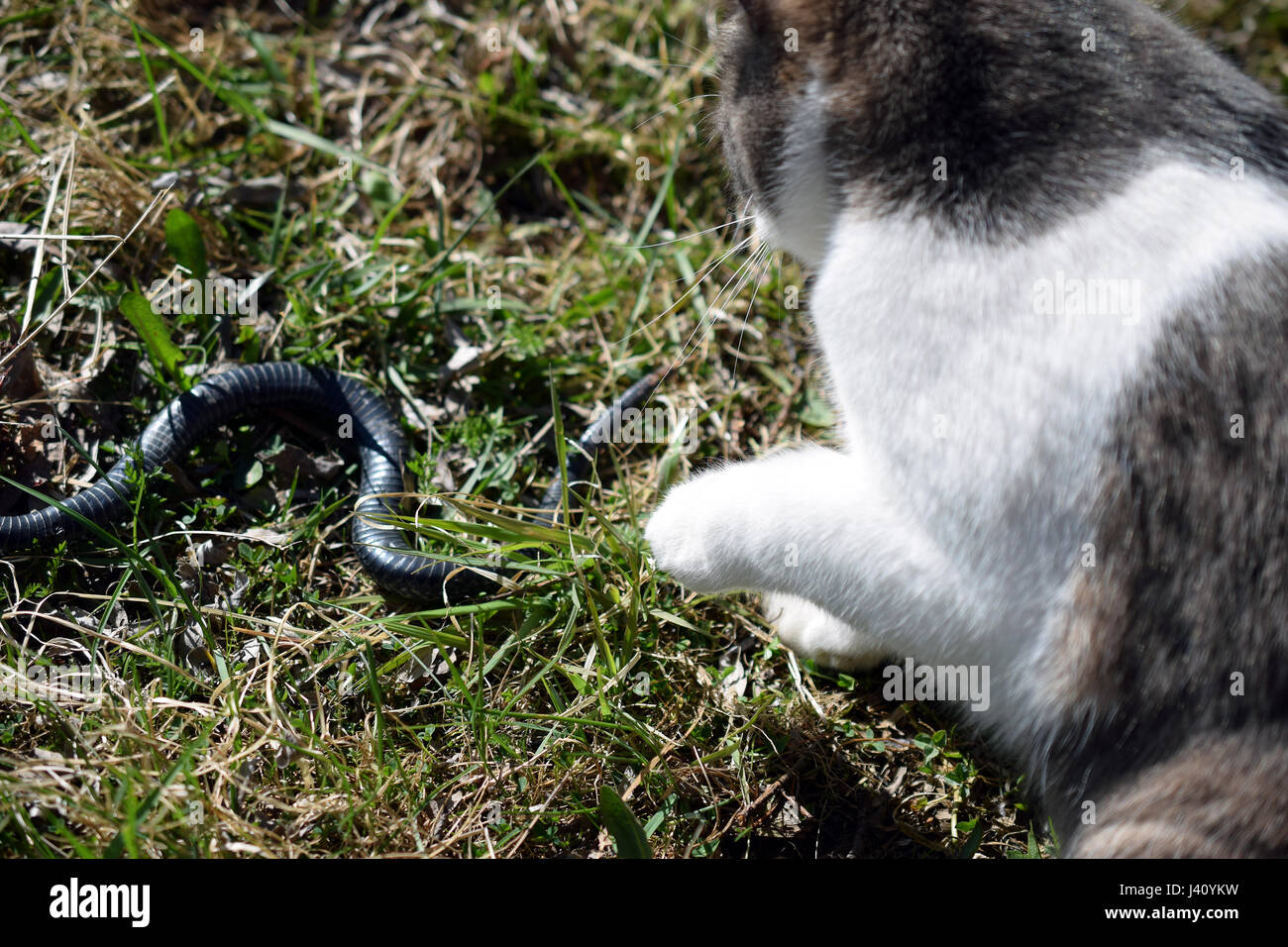 Hauskatze Jagd Addierer Schlange im Garten Stockfotografie - Alamy