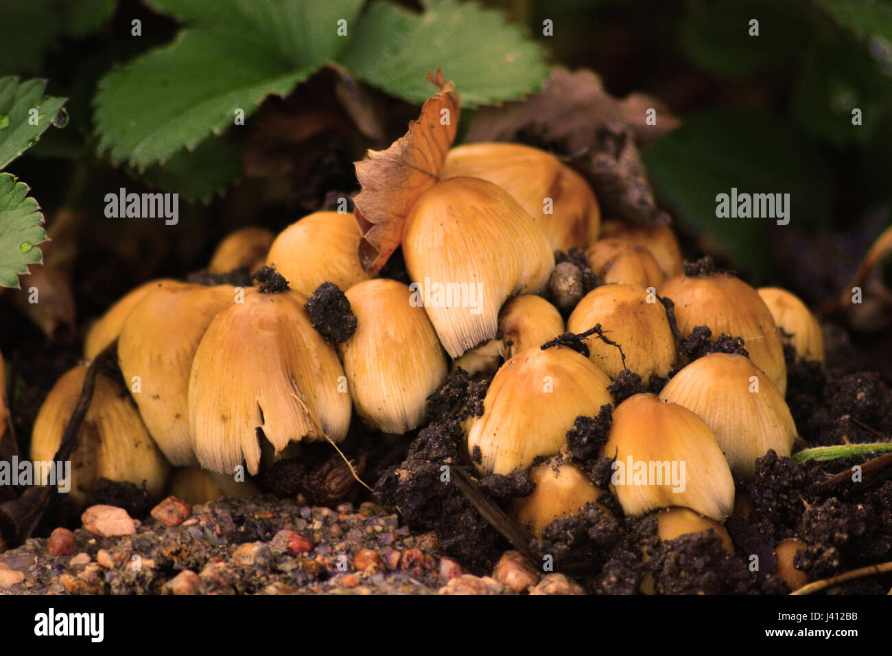 Flecken von pilzen Stockfotos und -bilder Kaufen - Alamy