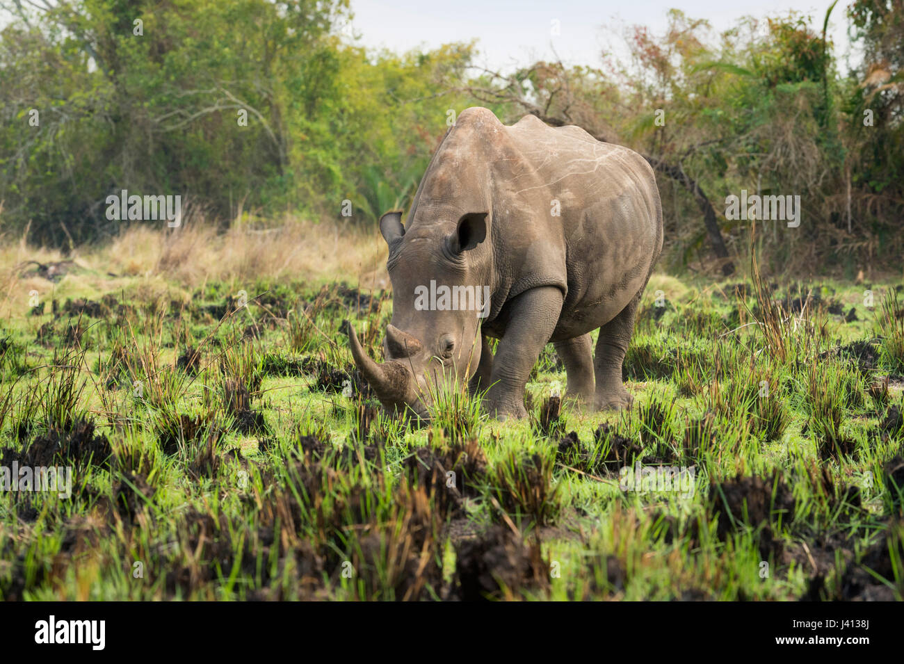 Rhino animals -Fotos und -Bildmaterial in hoher Auflösung – Alamy