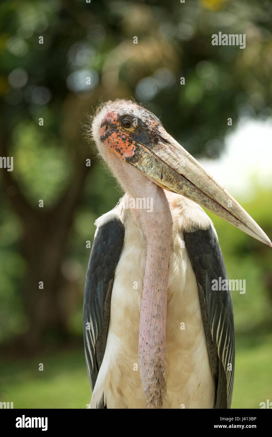 Marabou stork bird uganda africa -Fotos und -Bildmaterial in hoher ...