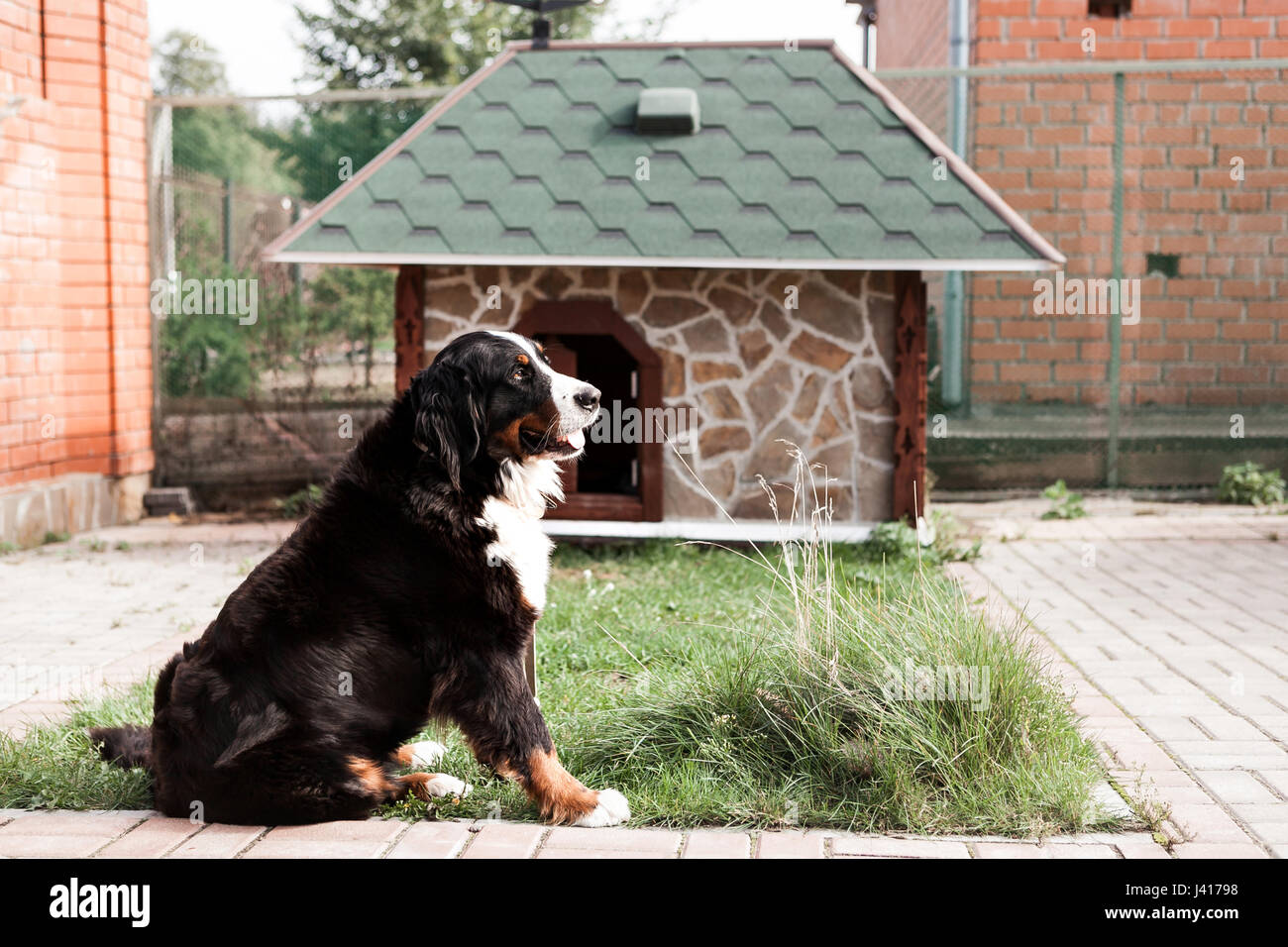 Schwarzer hintergrund des schweizer hofhundes Stockfotos und -bilder ...