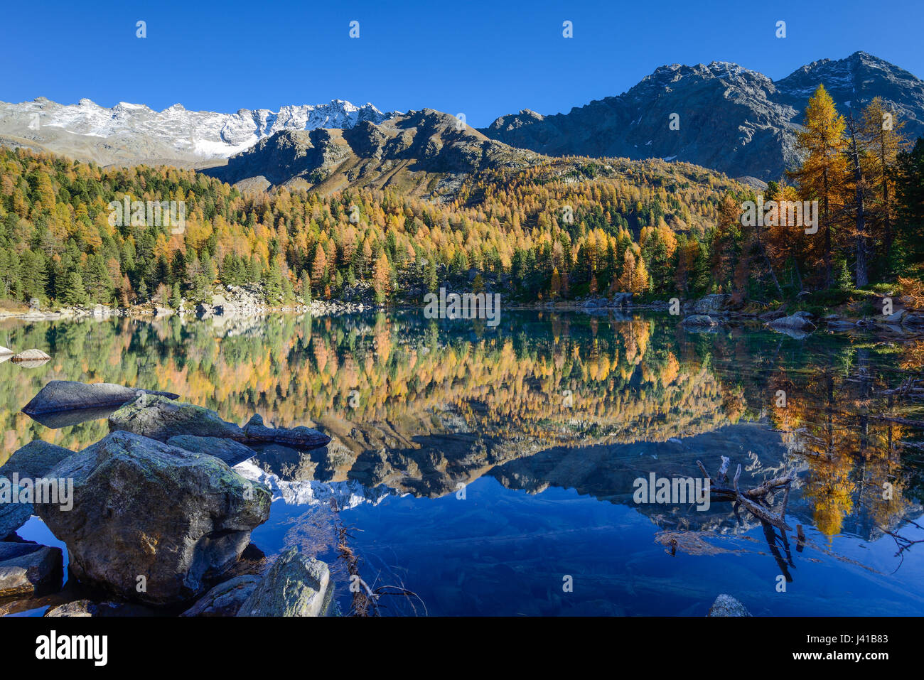Scima da rugiul -Fotos und -Bildmaterial in hoher Auflösung – Alamy
