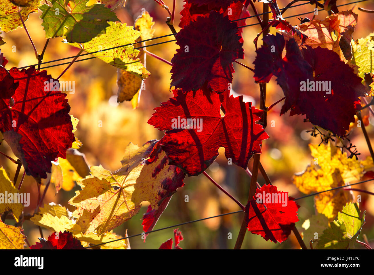 Roter weinberg -Fotos und -Bildmaterial in hoher Auflösung – Alamy